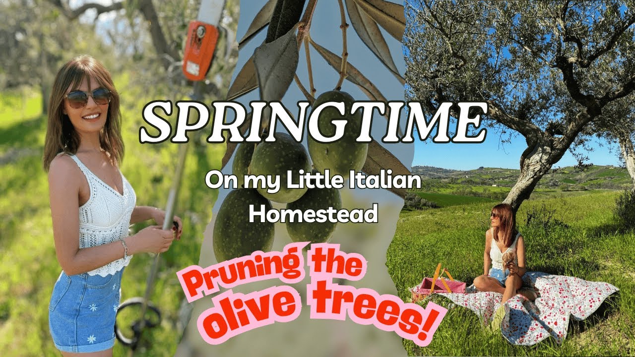 Springtime at My Little Italian Homestead: Pruning the Olive Trees ...
