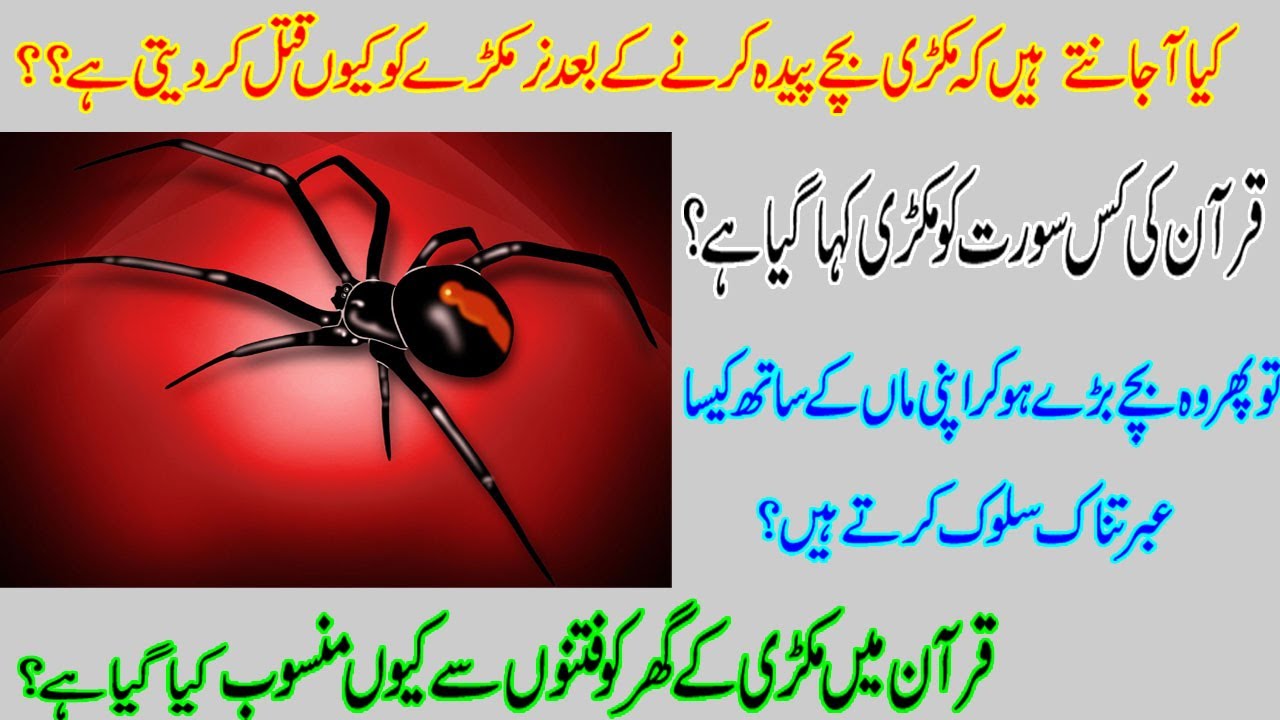 Spider story in Surah Al ankabut|| What Quran says about the spider web ...