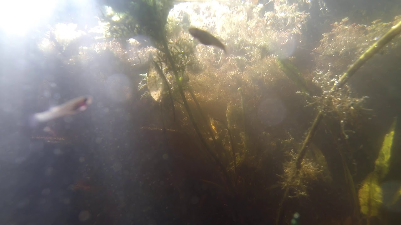 14 Minutes Underwater In My Wheelbarrow Pond - YouTube
