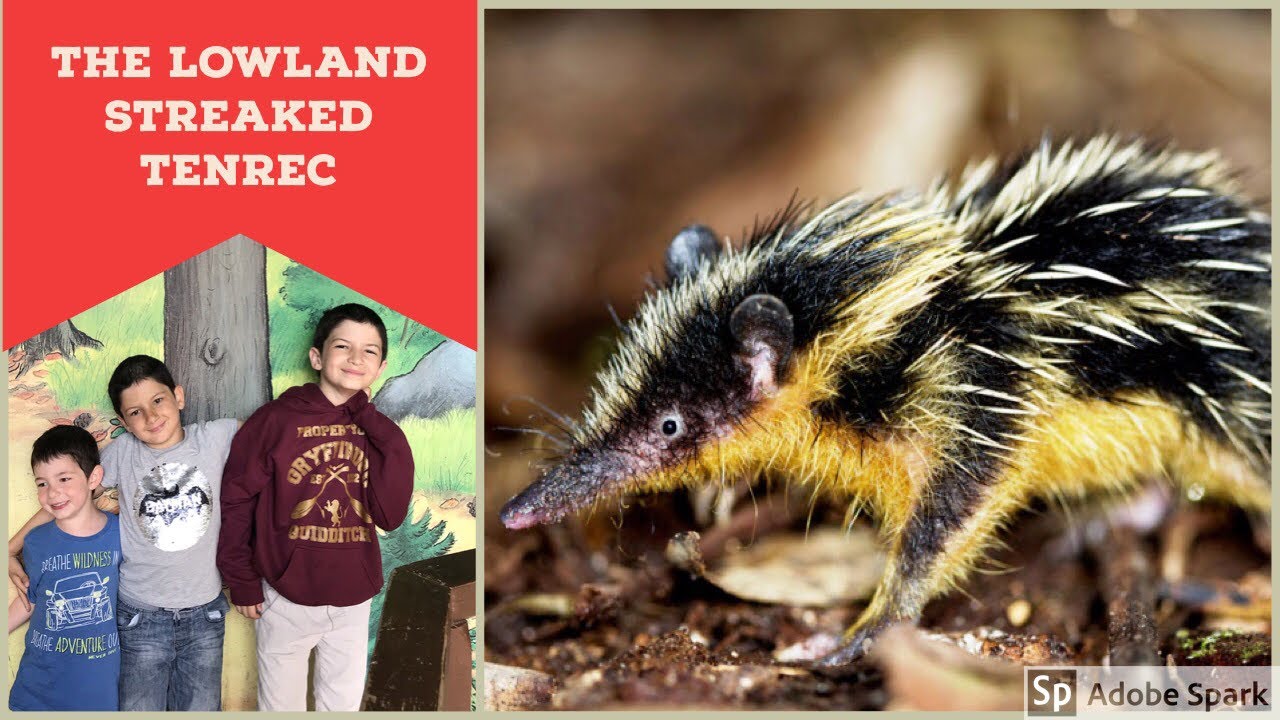 #6 STRANGE ANIMALS IN MADAGASCAR: THE LOWLAND STREAKED TERNEC (sub-ita ...