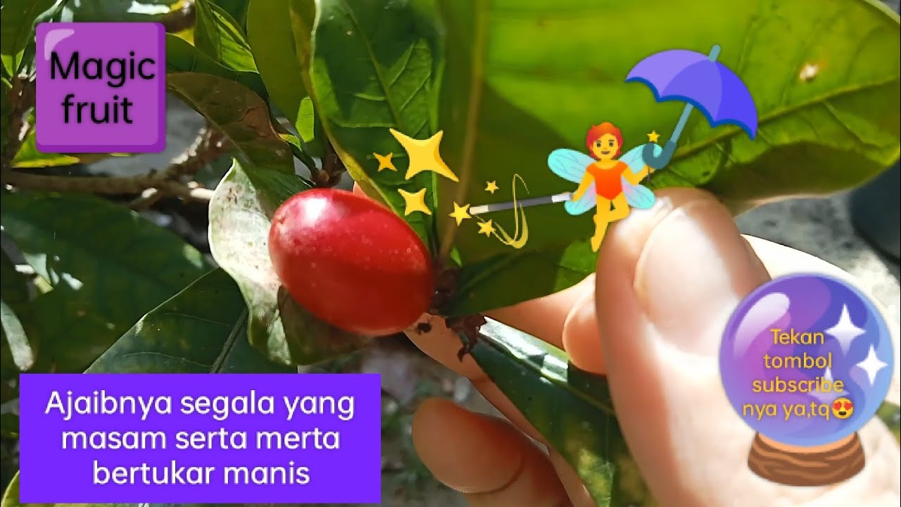 Magic fruit review ( Reaksinya, sungguh ajaib !) - YouTube