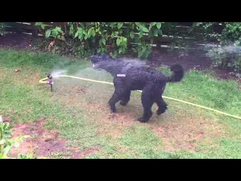 VID 20180731 WA0000