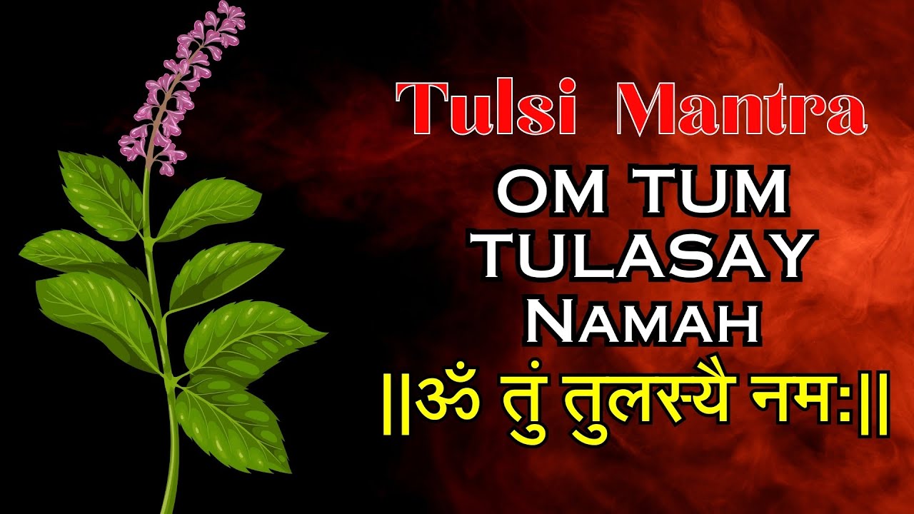 OM TUM TULASAY NAMAH || Tulsi mantra || Sanjeevani mantra || healing ...