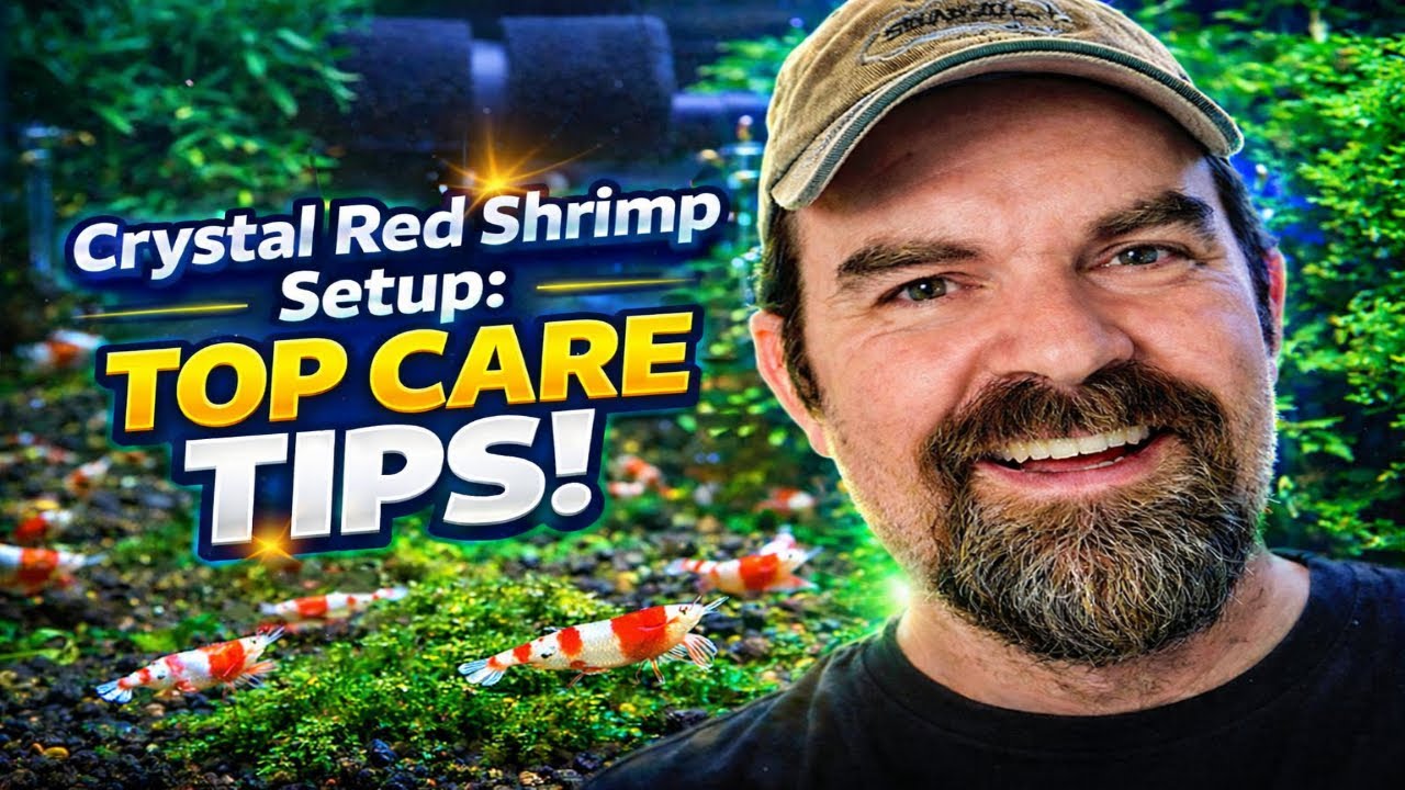 Crystal Red Shrimp Setup: Mark's Best Tips & Tricks for Baby Shrimp ...