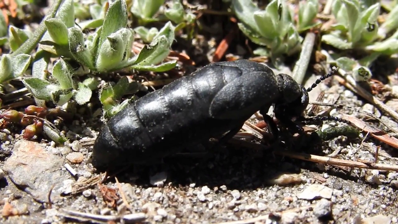 Mammoth Crest Loop Aug 12 2017 - YouTube
