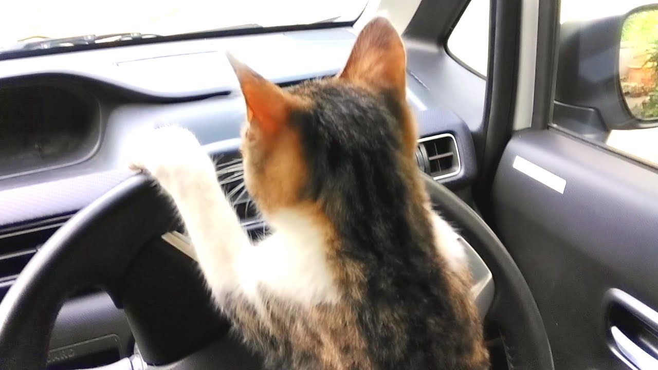 Car and cat Ⅱ - Drive with cats in my car - Life with Cats #17 - YouTube