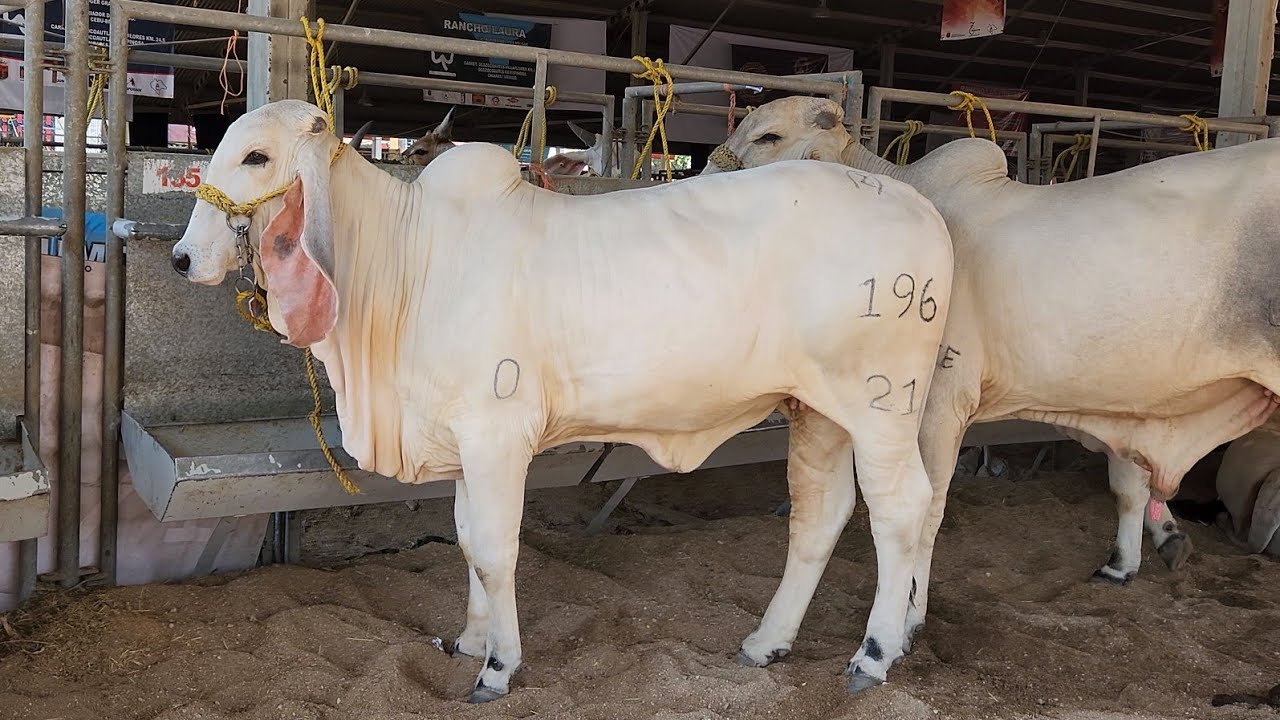 INDUBRASIL.. en La Exposición Regional de Tuxtla Gutiérrez.. Chiapas ...