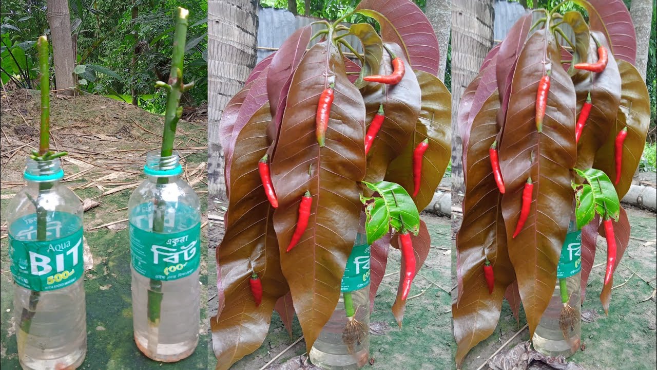 Unique Skill Growing Mango Tree with chilli using Tomato with Quick and ...