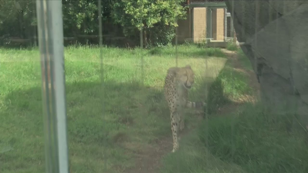 Chaffee Zoo: Cheetah Exhibit - YouTube