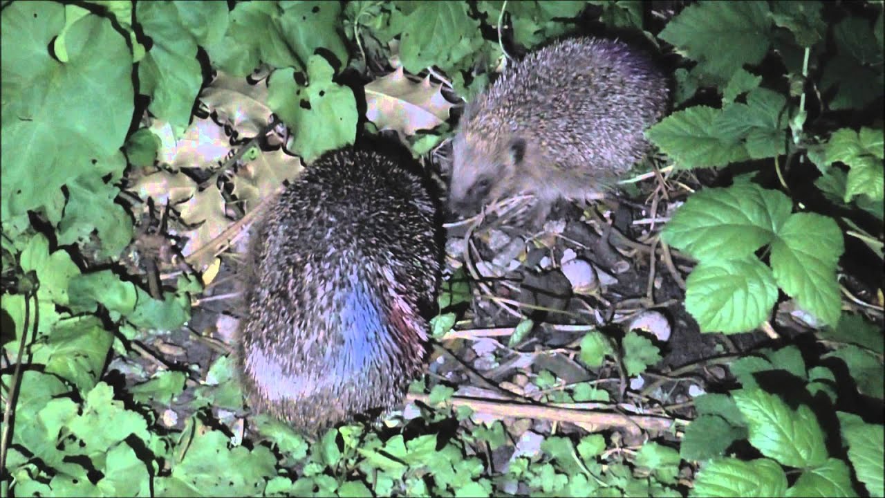 Western Hedgehogs Erinaceus europaeus exhibiting courtship behaviour ...
