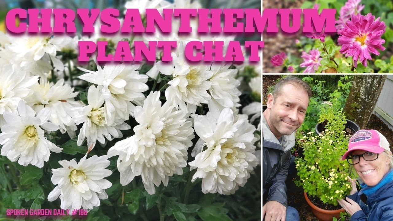 💮 Chrysanthemum (Garden Mums) Plant Chat - SGD 186 💮 - YouTube