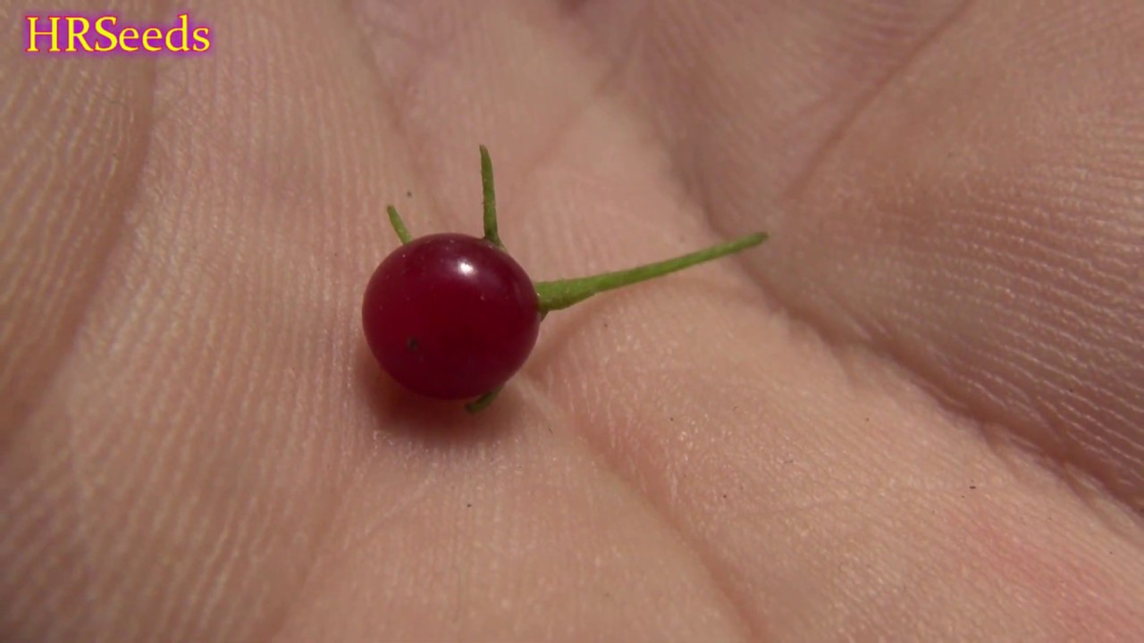 Capsicum rhomboideum Pepper | Capsicum ciliatum | Pod Review - YouTube