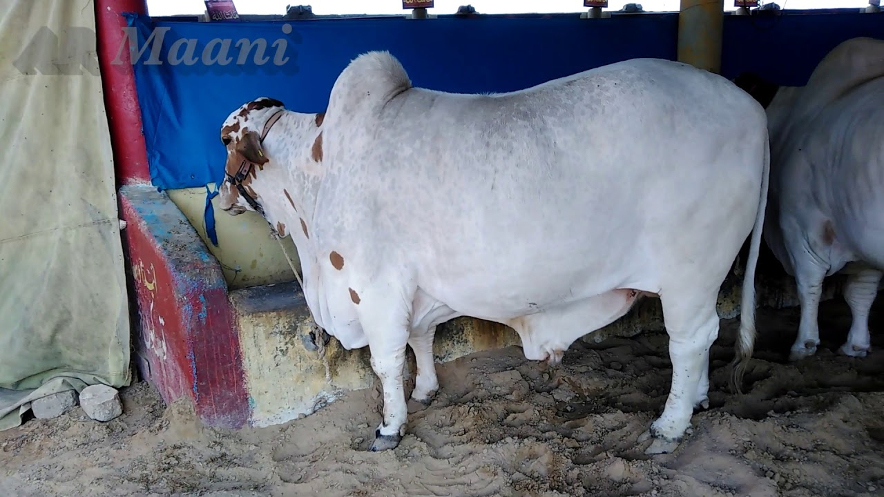 These Bulls Are Really Very Heavy || Surmawala Cattle Farm || Big Bulls ...