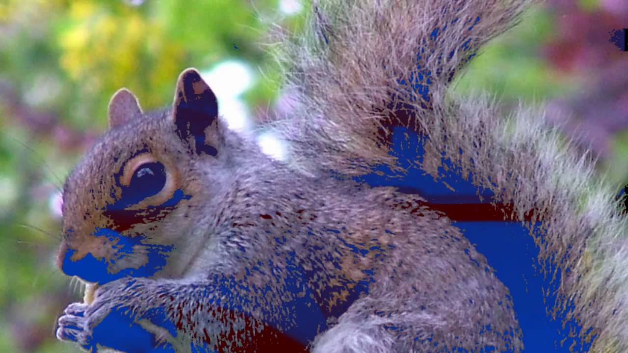 The Squirrel - original song - YouTube
