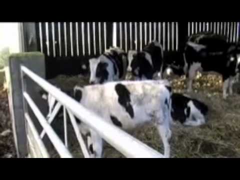The Real Veal: Edited - YouTube