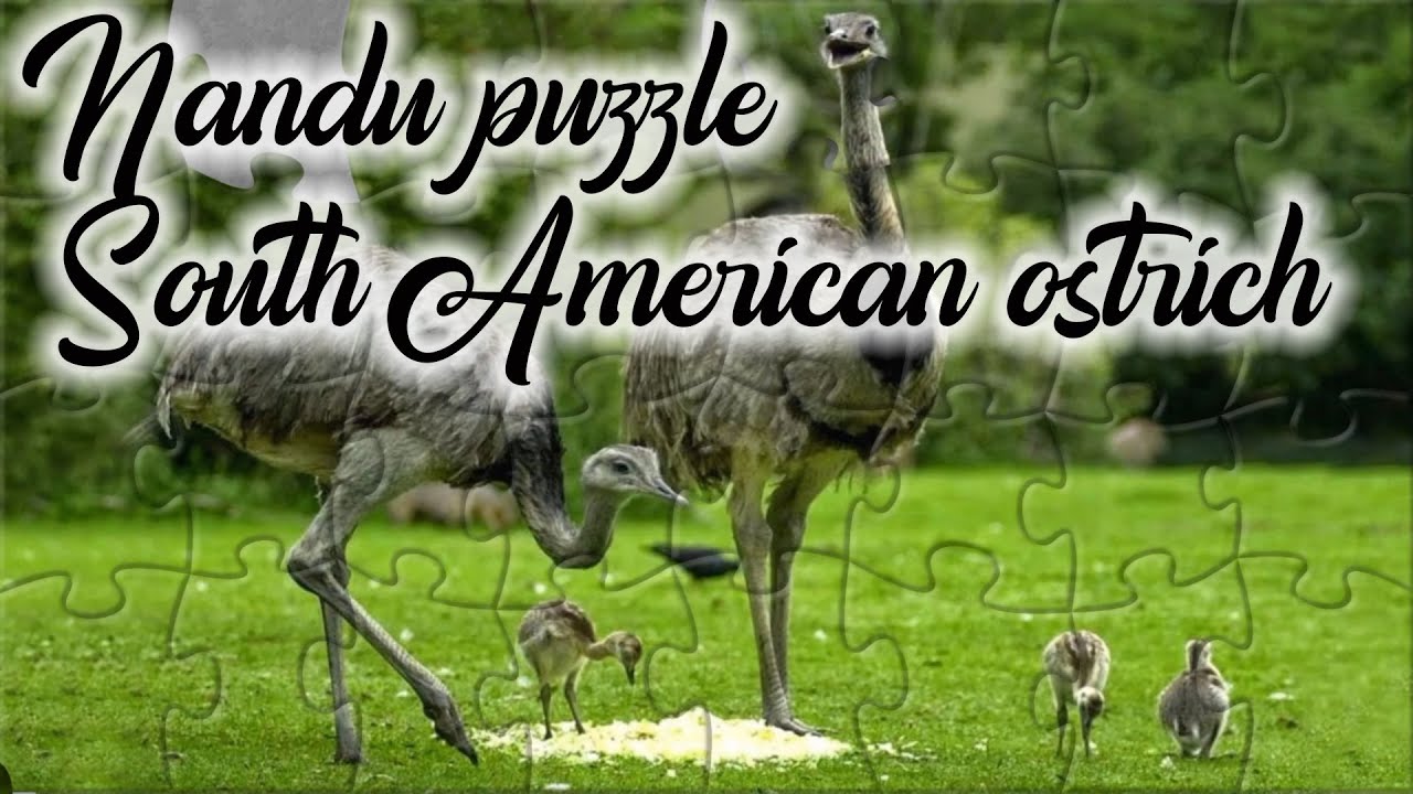 Nandu - Nandú - South American ostrich - birds puzzle - Vögel - YouTube