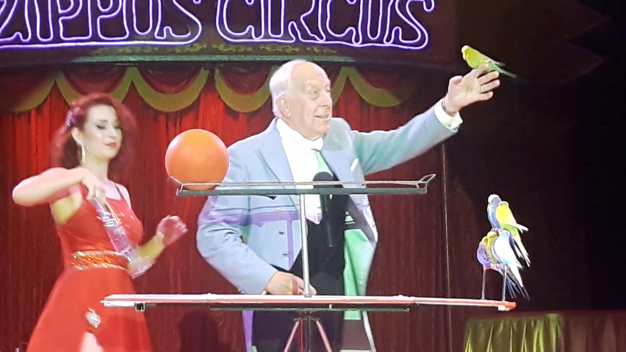 Zippo circus budgie show - YouTube