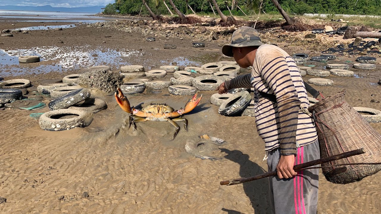Unique Fishing - Catching Huge Mud Crabs at Swamp after Water Low Tide ...