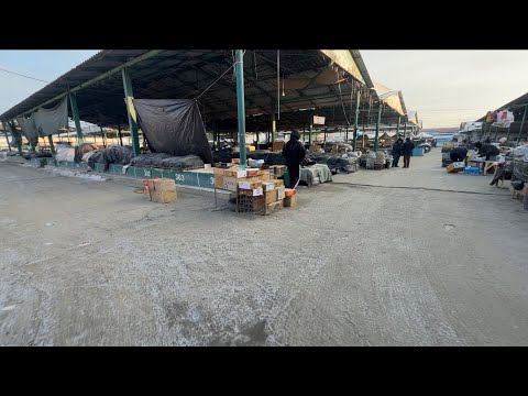 - 10 ГРАДУС СОВУКДА ТУРТКУЛЬ ДЕХКОН БОЗОР НАРХЛАРИ 28.01.2026