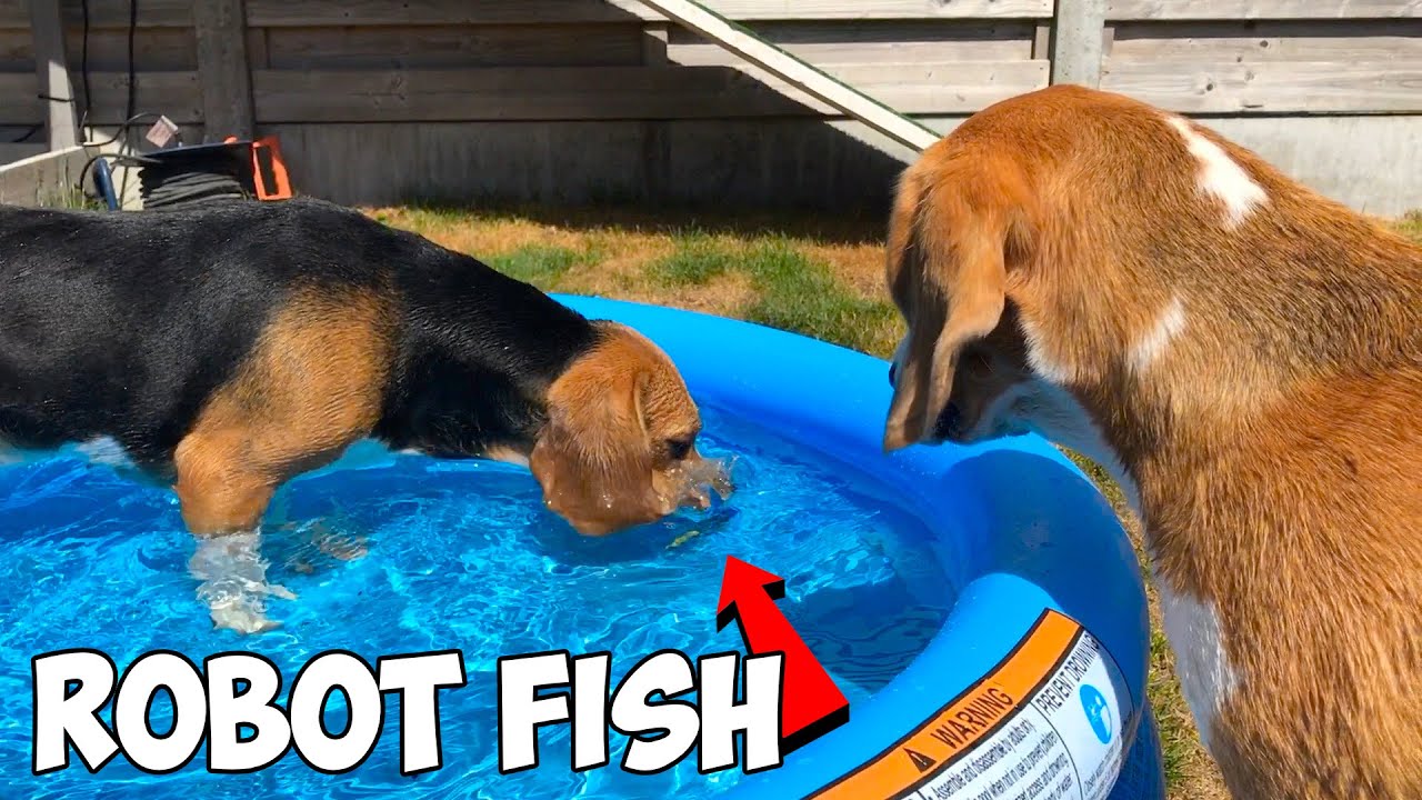 Beagles Surprised with Robot Fish : Hilarious! - YouTube