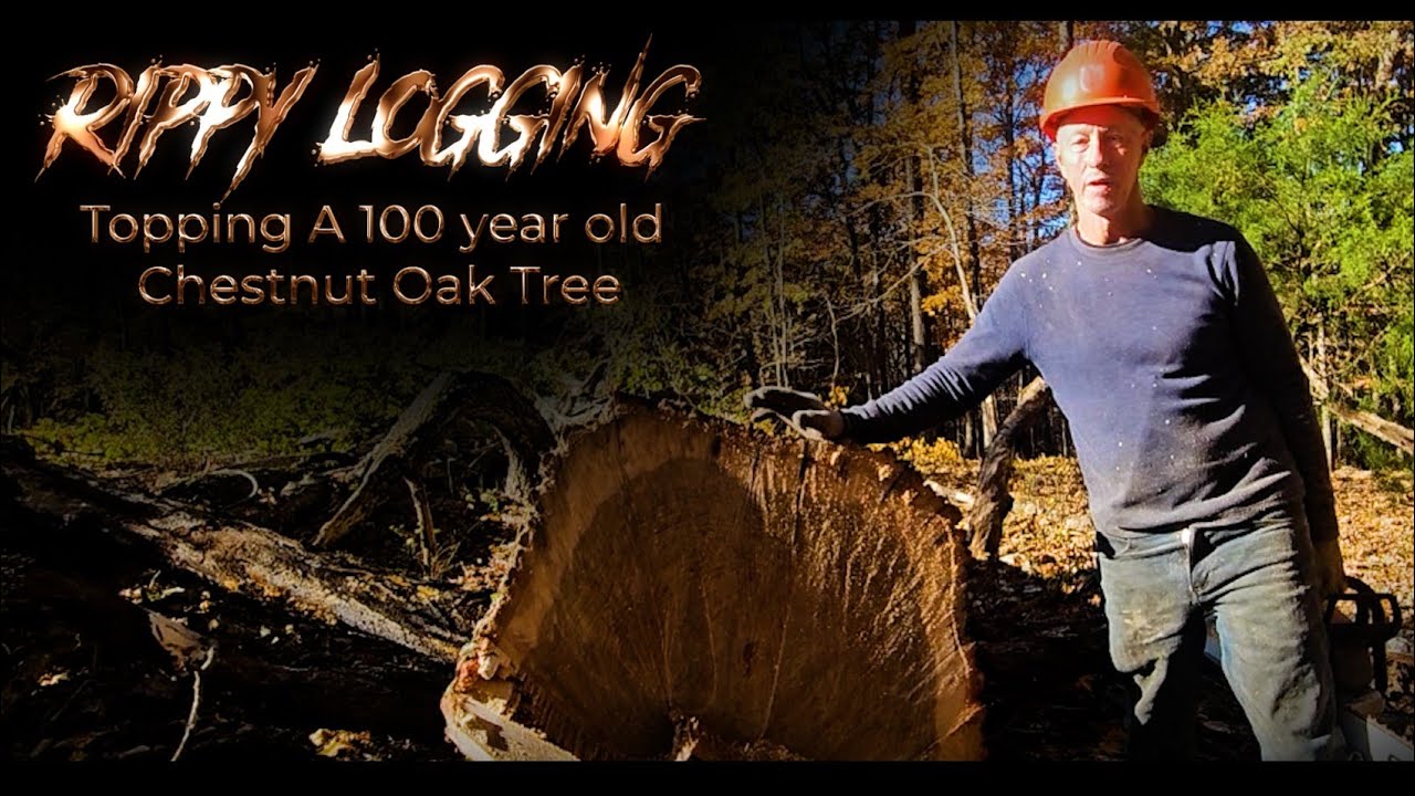 Topping 100 Year Old Chestnut Oak Tree - YouTube