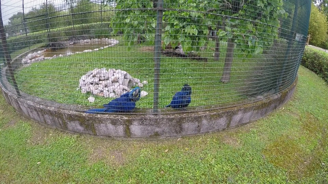 Parco Zoo Punta Verde, Lignano Sabbiadoro, Gopro hero 4 silver - YouTube