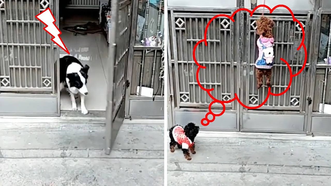 Most Intelligent Dog Open and Close Doors for his Friend Dogs - YouTube