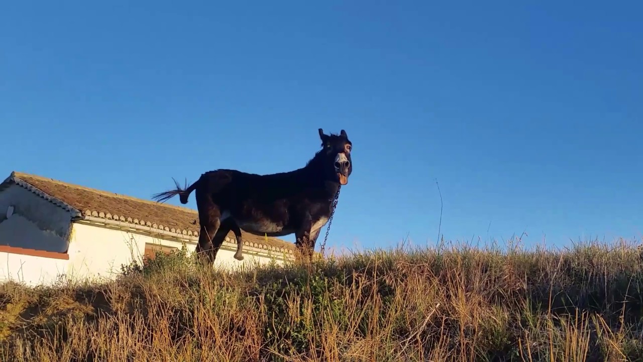 Dirty Donkey Saying Good Morning! - YouTube