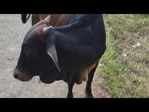 bull | Gir bull | #bull #animals - YouTube