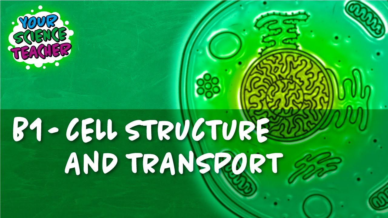 B1 - WHOLE TOPIC GCSE CELL STRUCTURE AND TRANSPORT - YouTube