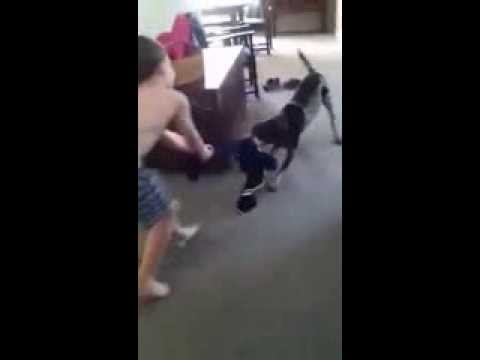 Crazy dog steals boys pants - YouTube