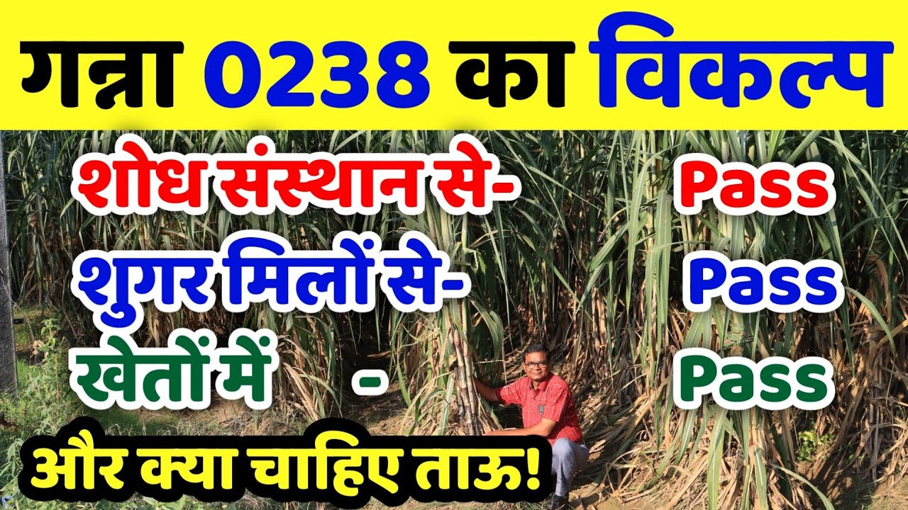 Co0238 का विकल्प ! | Ganna 0238 Ka Vikalp - YouTube