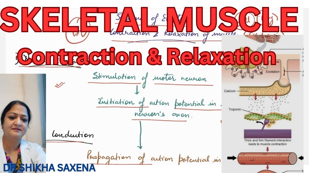 Contraction & Relaxation of Muscle- sequence of events of excitation ...