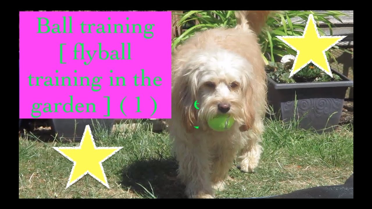ball training flyball training ( 1 ) - YouTube