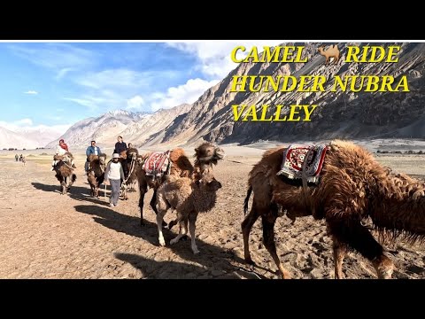 Camel 🐫 Ride in Hunder Nubra Valley Ladakh, Tripura to Ladaktrip Car ...