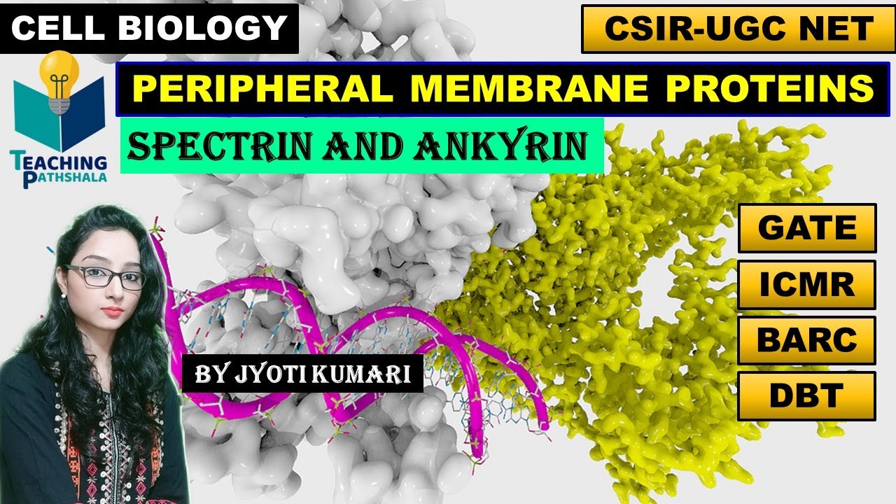 SPECTRIN AND ANKYRIN || PERIPHERAL PROTEIN || 𝐂𝐒𝐈𝐑 𝐍𝐄𝐓| 𝐆𝐀𝐓𝐄 - YouTube