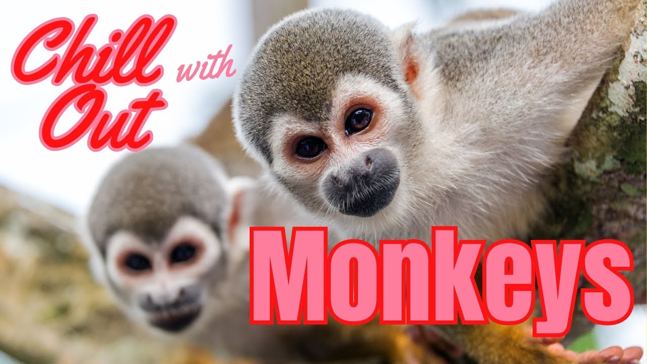 Chill Out with Monkeys 🐒 | Playful Primate Moments & ASMR Jungle Vibes ...