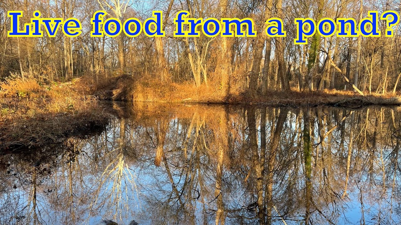 Testing Father Fish's live food starter method - YouTube