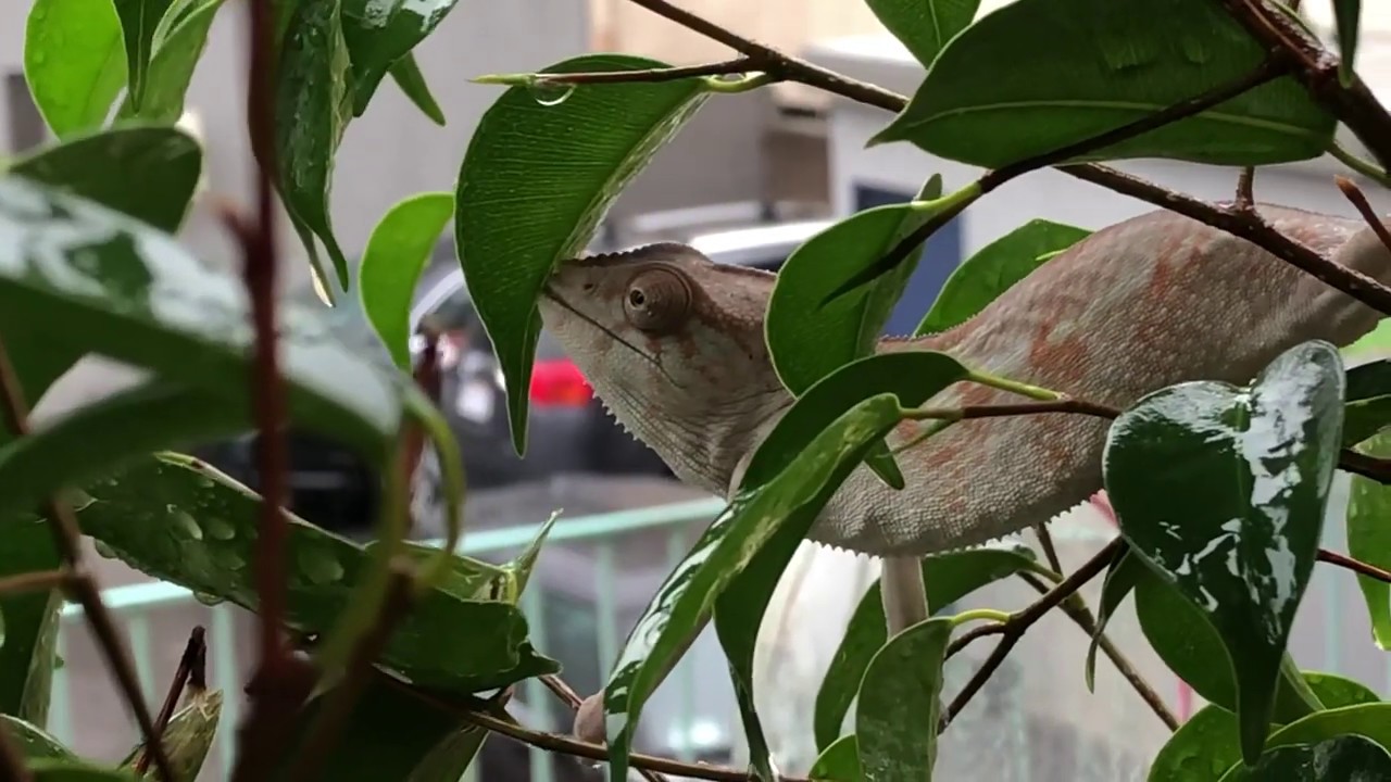 Chameleon drinking rainwater- MAGICAL! - YouTube