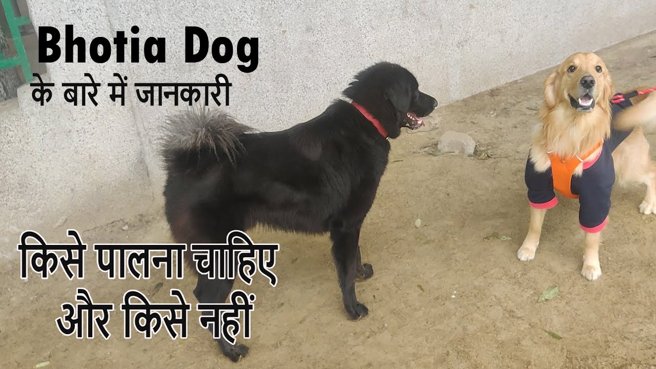 Information About Bhotia Dog I Bhotia Dog Leo - YouTube