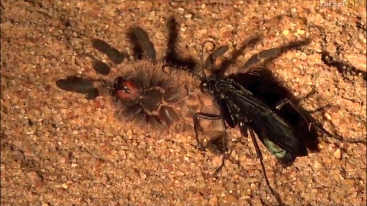 Safari Live : Spider Hunting Wasp with a Baboon Spider seen with Brent ...