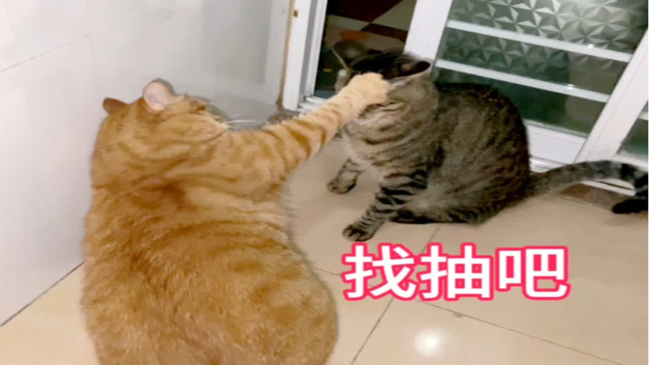 肥猫死活不进推车里,小猫咪到是傻傻的在里面玩儿! Youtube