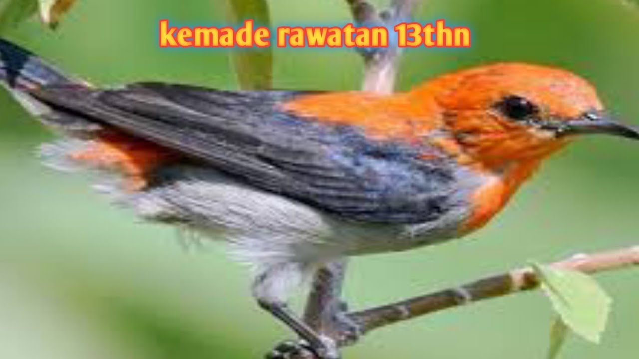 burung kemade rawatan 13tahun - YouTube