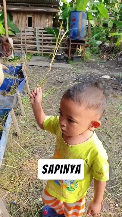 Sapinya nangis karena mau di potong #sapijumbo - YouTube