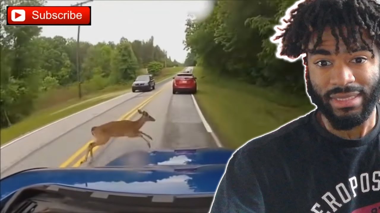 They Just Appear Out Of Nowhere | Deer Vs Cars Compilation - YouTube
