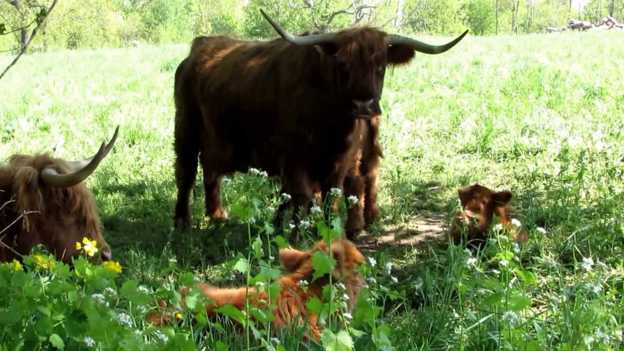 The "beeves", 5/15/13 - YouTube