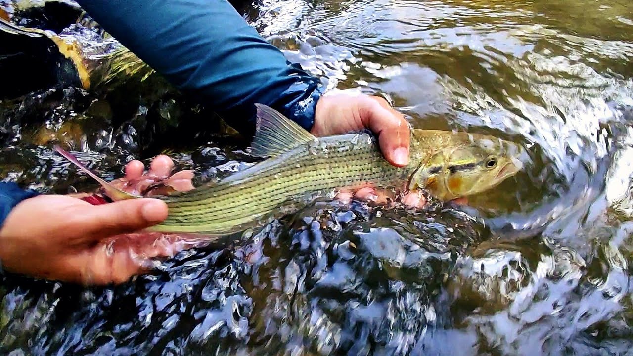 QUE TAL ESTA BELLEZA DE RIO 😱🎣 Pesca de Picuda, Cayó getudo/Pataló en ...