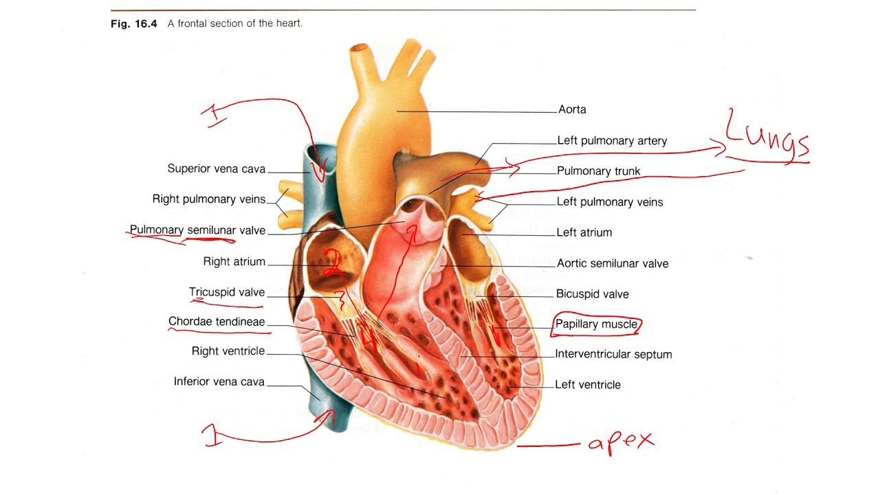 Heart presentation - YouTube