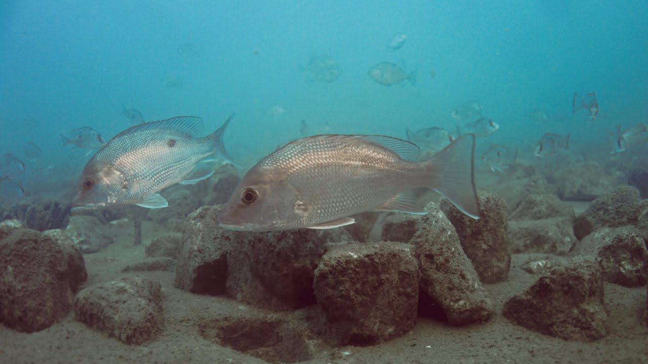 Rio Grande Valley Reef Restoration - 2019 CW Summit - YouTube