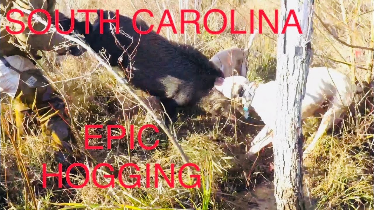 SOUTH CAROLINA HOG HUNT - YouTube